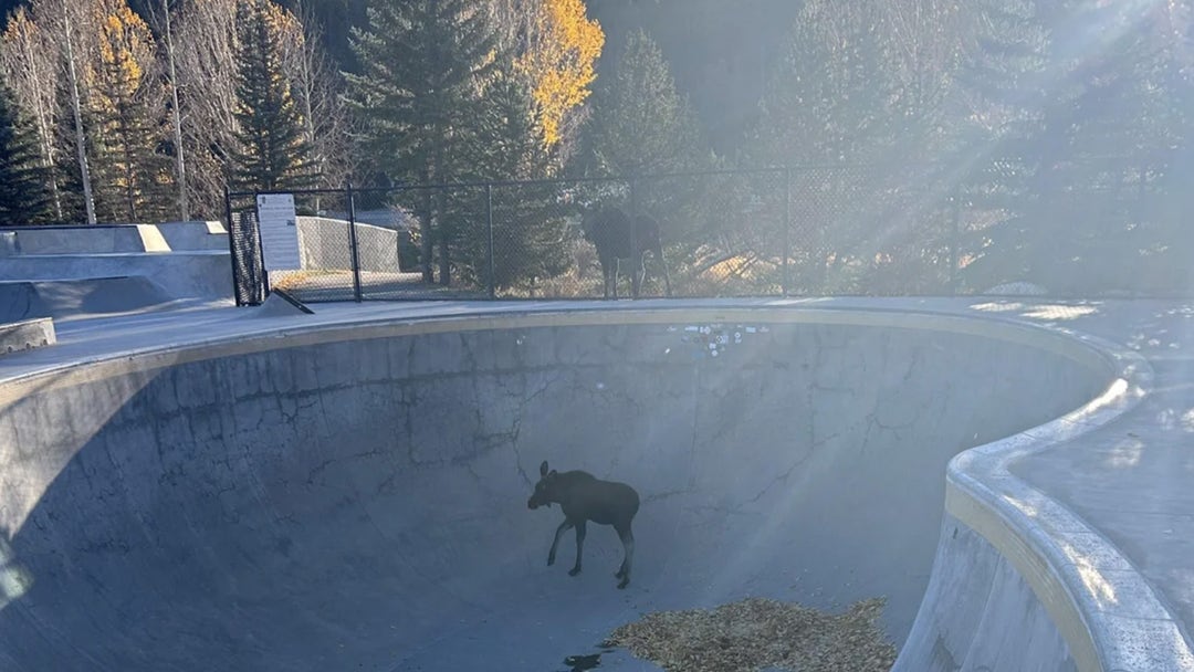Young Moose Rescued From Colorado Skate Park Bowl | Weather.com