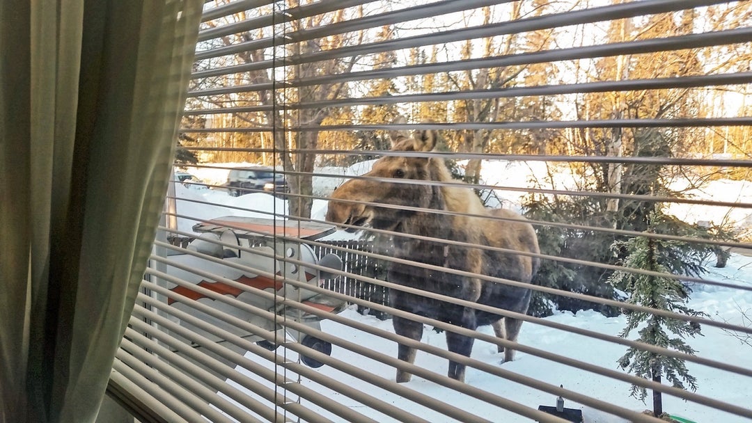 What It’s Like to Live in a City Full of Moose | The Weather Channel