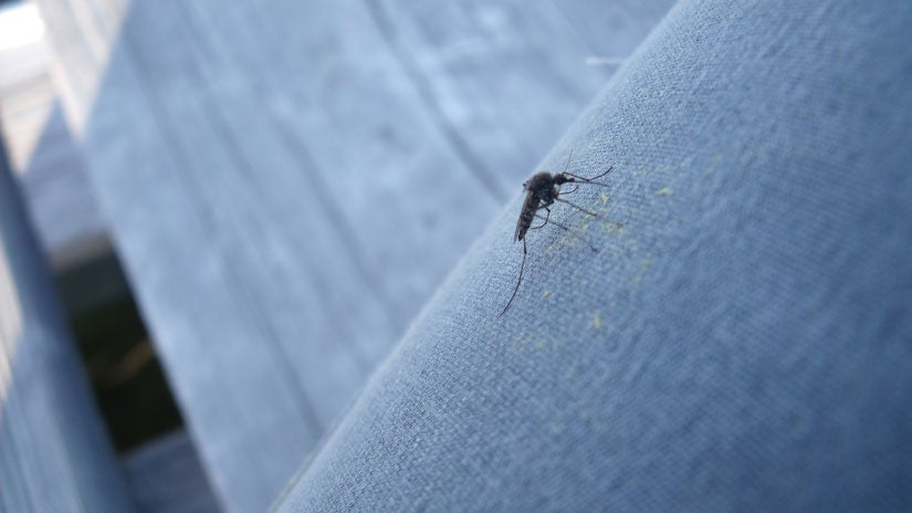 Climate Change Will Bring More Large Mosquitoes To The Arctic | The ...