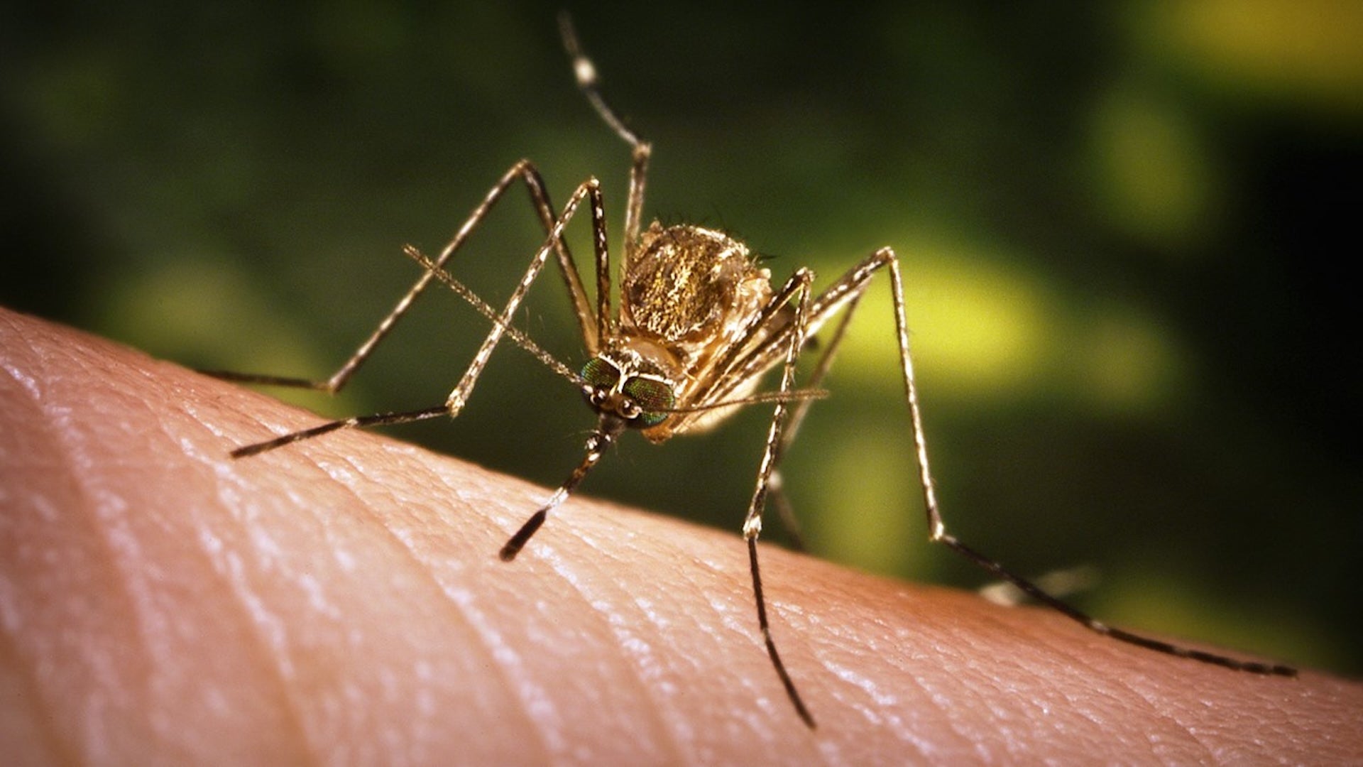 Fall's Bug Forecast Keeps Pests Around Longer | Weather.com