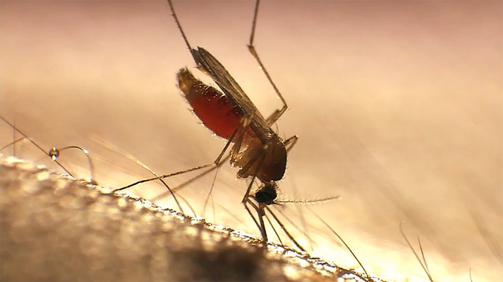 Don't Wear These Colors If You Want To Avoid Mosquitoes - Videos from ...