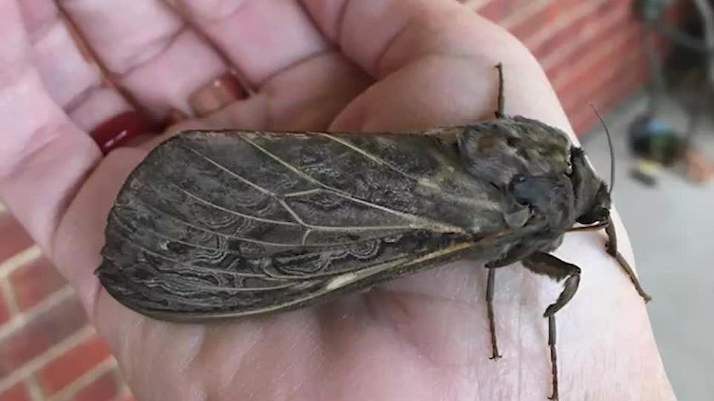 Monster Moths Invade Australia - Videos from The Weather Channel