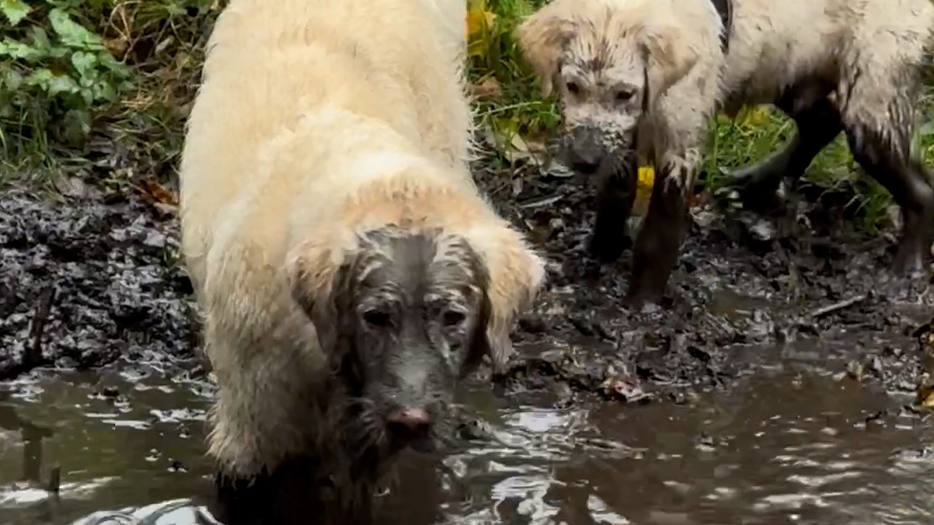 Golden Retriever Puppies Take Mud Break - Videos from The Weather Channel