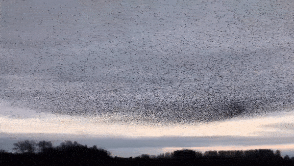 Weather Words: 'Murmuration' | Weather.com