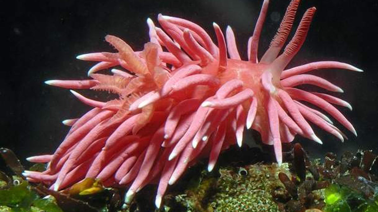 nudibranch_0.jpg
