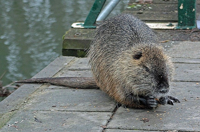 Huge Swamp Rats are Eating Louisiana | Weather.com