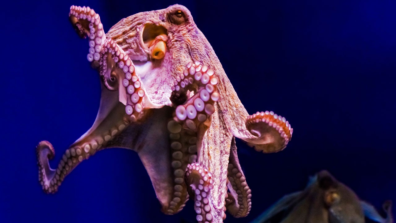 Famous Octopus Makes Great Escape From New Zealand Aquarium | The ...