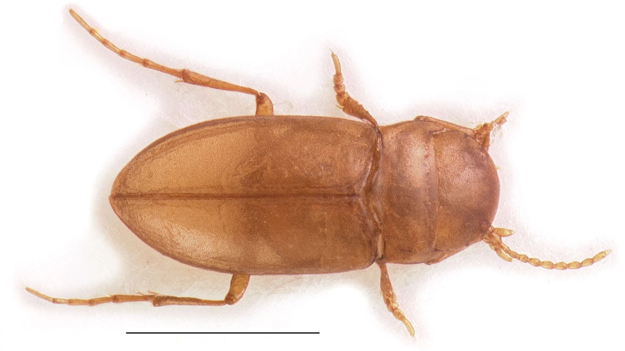Unique Species of Beetle Rediscovered After Missing For More Than 30 ...
