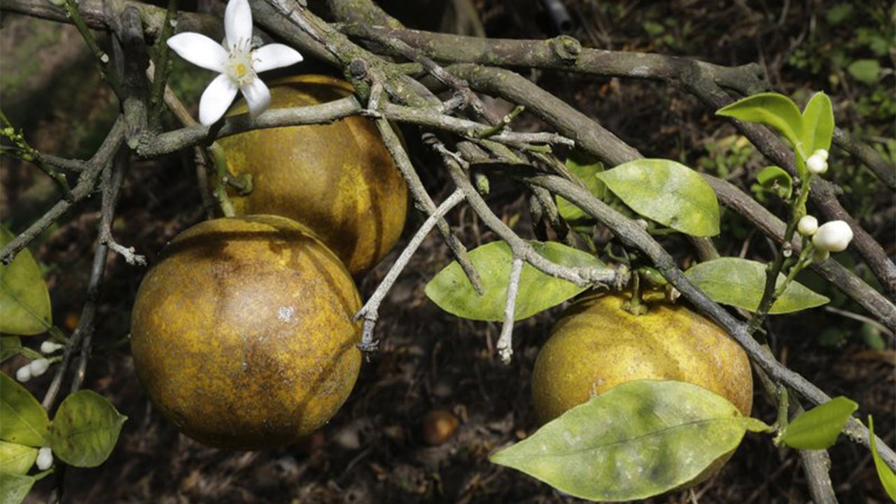 Florida's Citrus Industry Gets Bad News About Disease Breakthrough ...