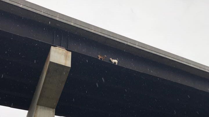 Goats Rescued from Pennsylvania Turnpike Bridge After Getting Stranded ...