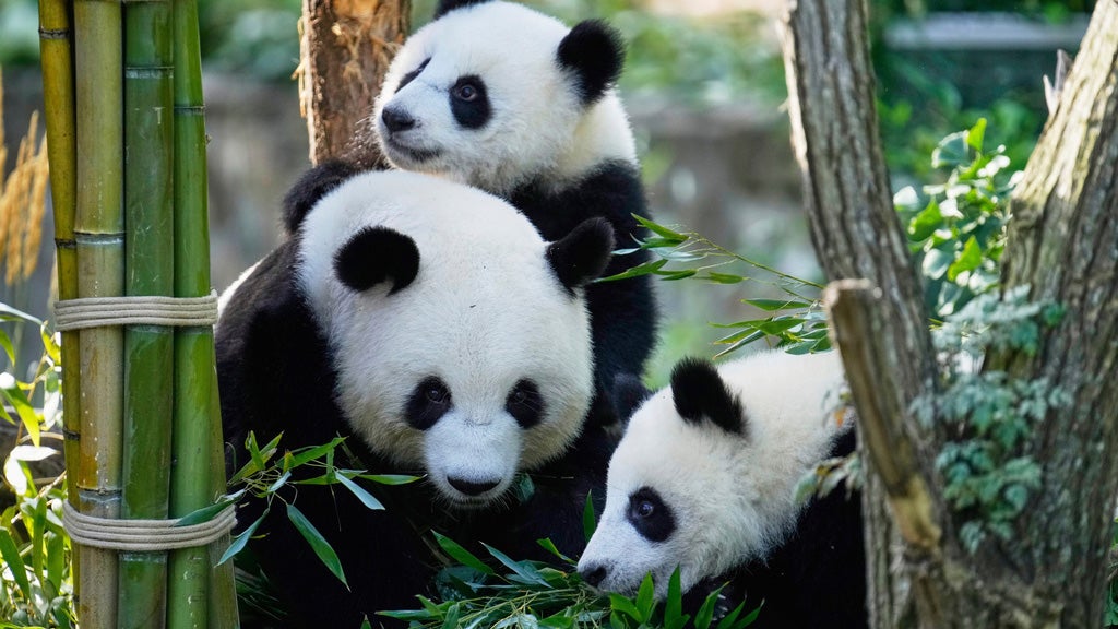 Twin Giant Pandas Celebrate First Birthday In Cuteness Overload ...