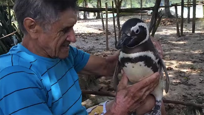 Every Year, Penguin Comes Back to Visit Man Who Rescued Him | The ...