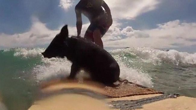 Animal Tricks You Have to See to Believe | Weather.com