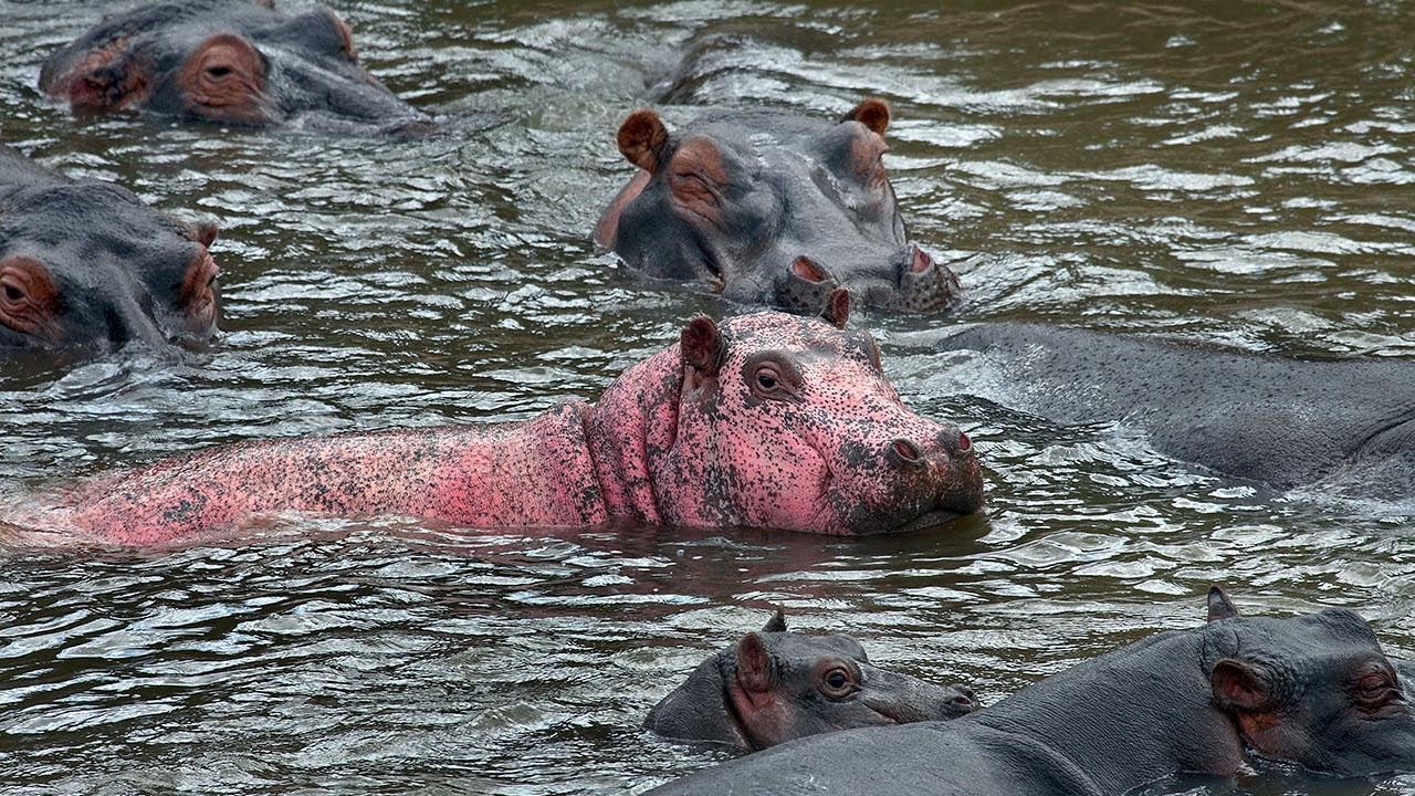 Rare Pink Hippo Spotted in Kenya (PHOTOS) | The Weather Channel