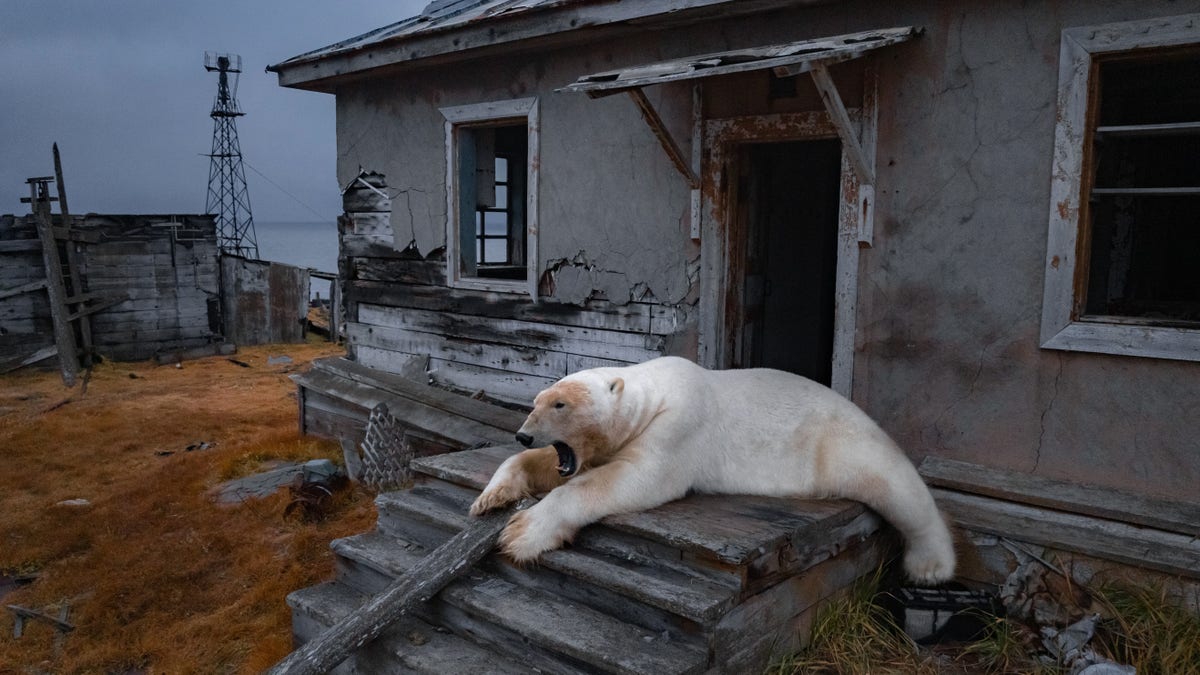 AI-Powered Radar Is Protecting Polar Bears | Weather.com
