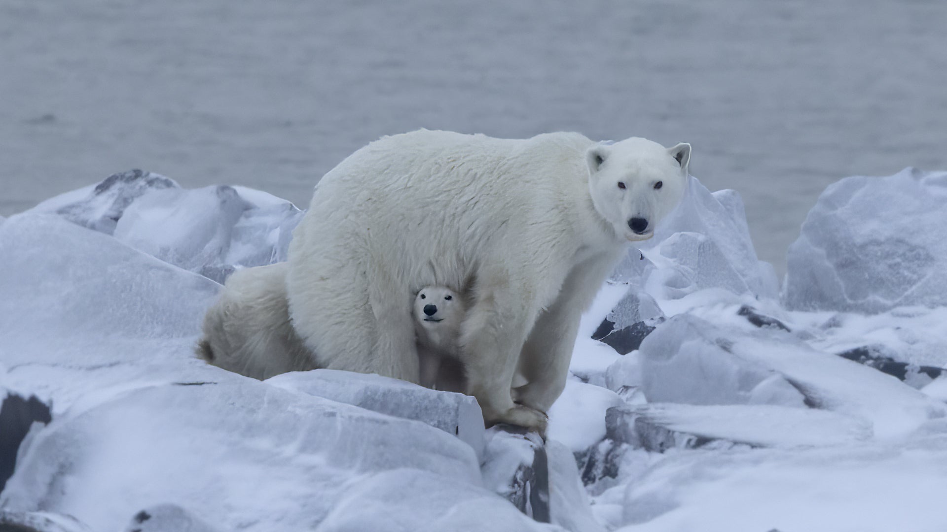 Scientists Witness Extraordinary Polar Bear Adoption In Canada ...