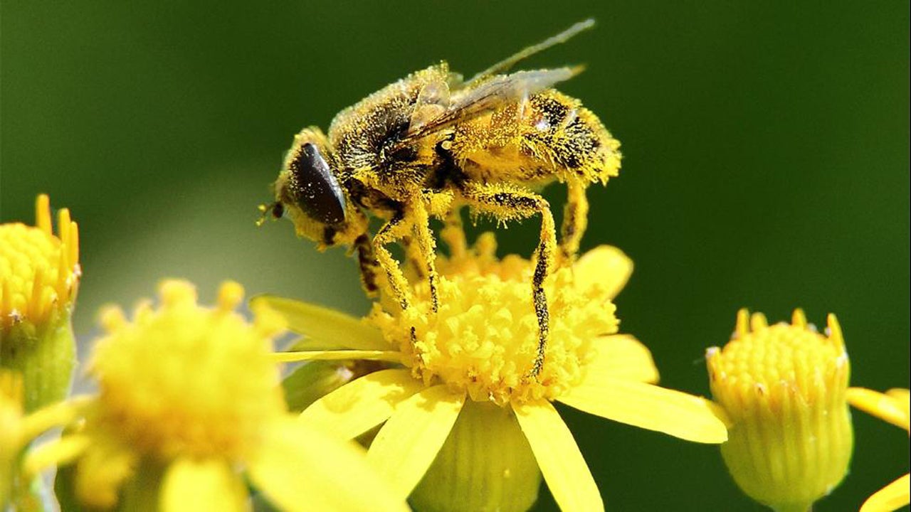 Another Reason to Hate Pollen: It's Probably Messing with Your Weather ...