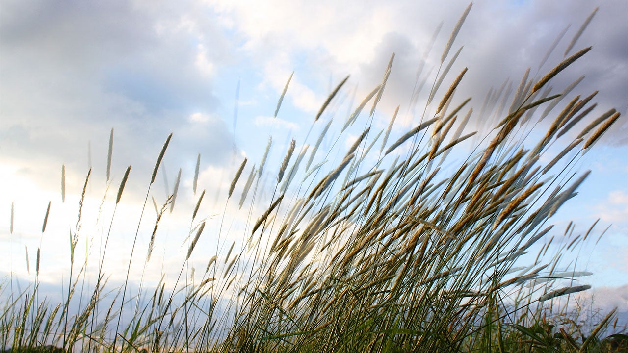 Pollen Travels Farther Than You Think | The Weather Channel