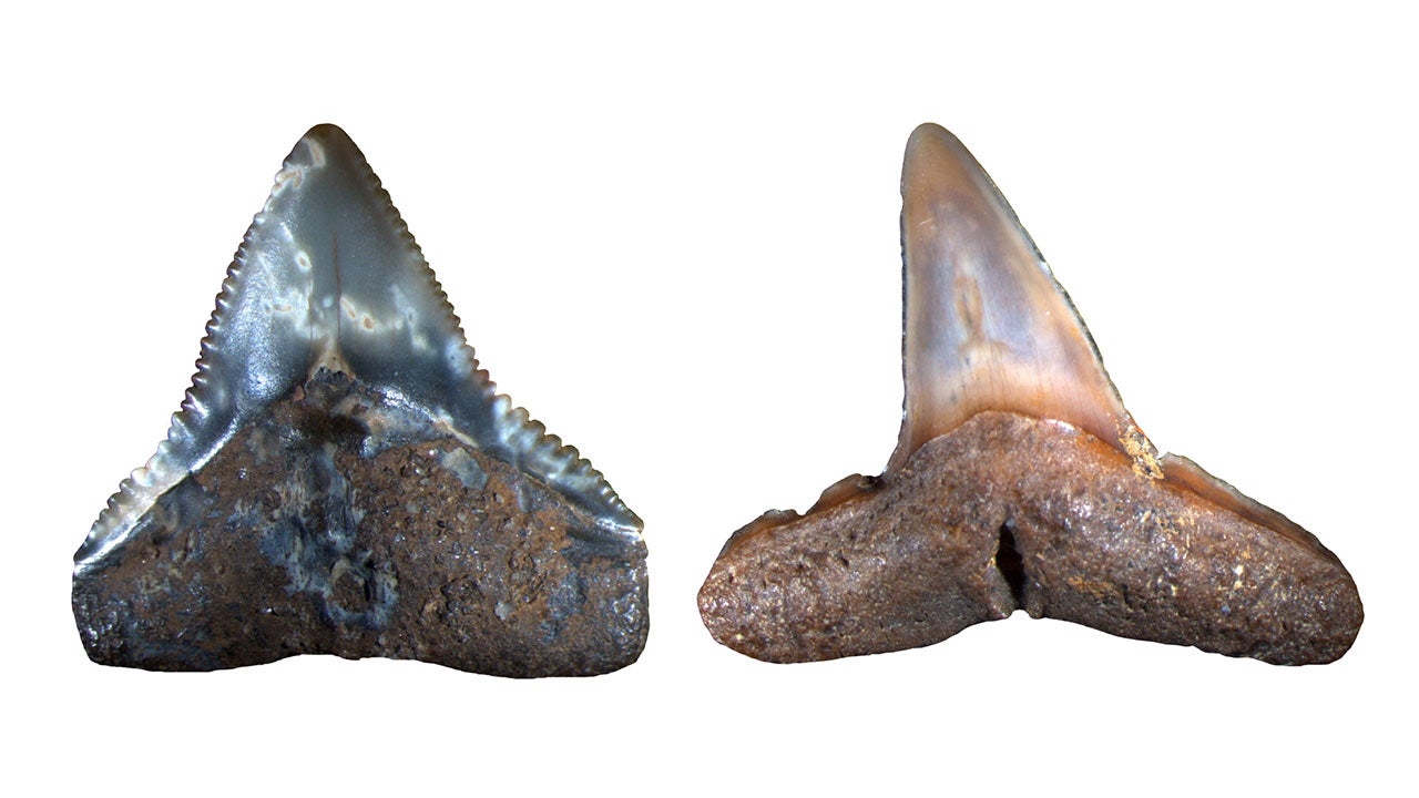 Massive Marine Animal Extinction That Happened Millions of Years Ago ...