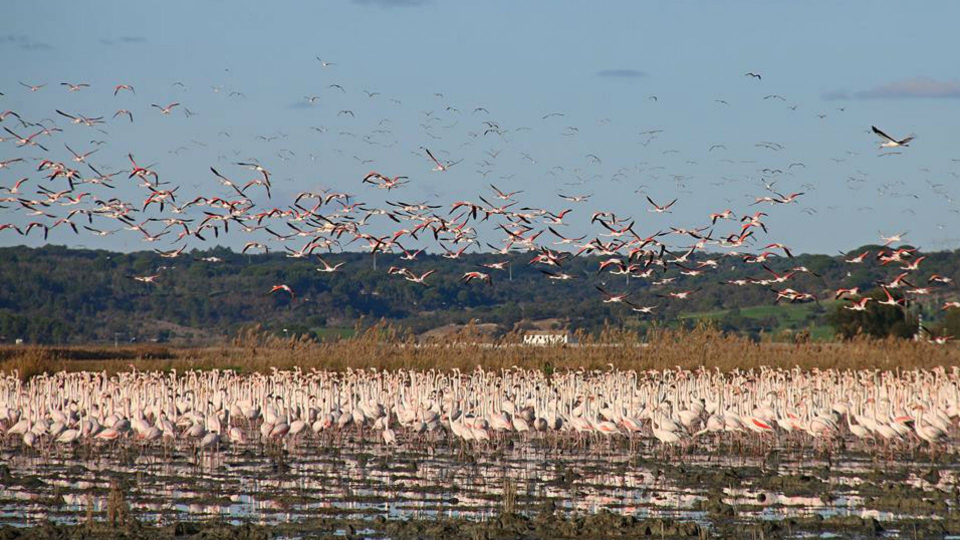 As imagens do espetáculo de flamingos em Alcácer do Sal | Weather.com