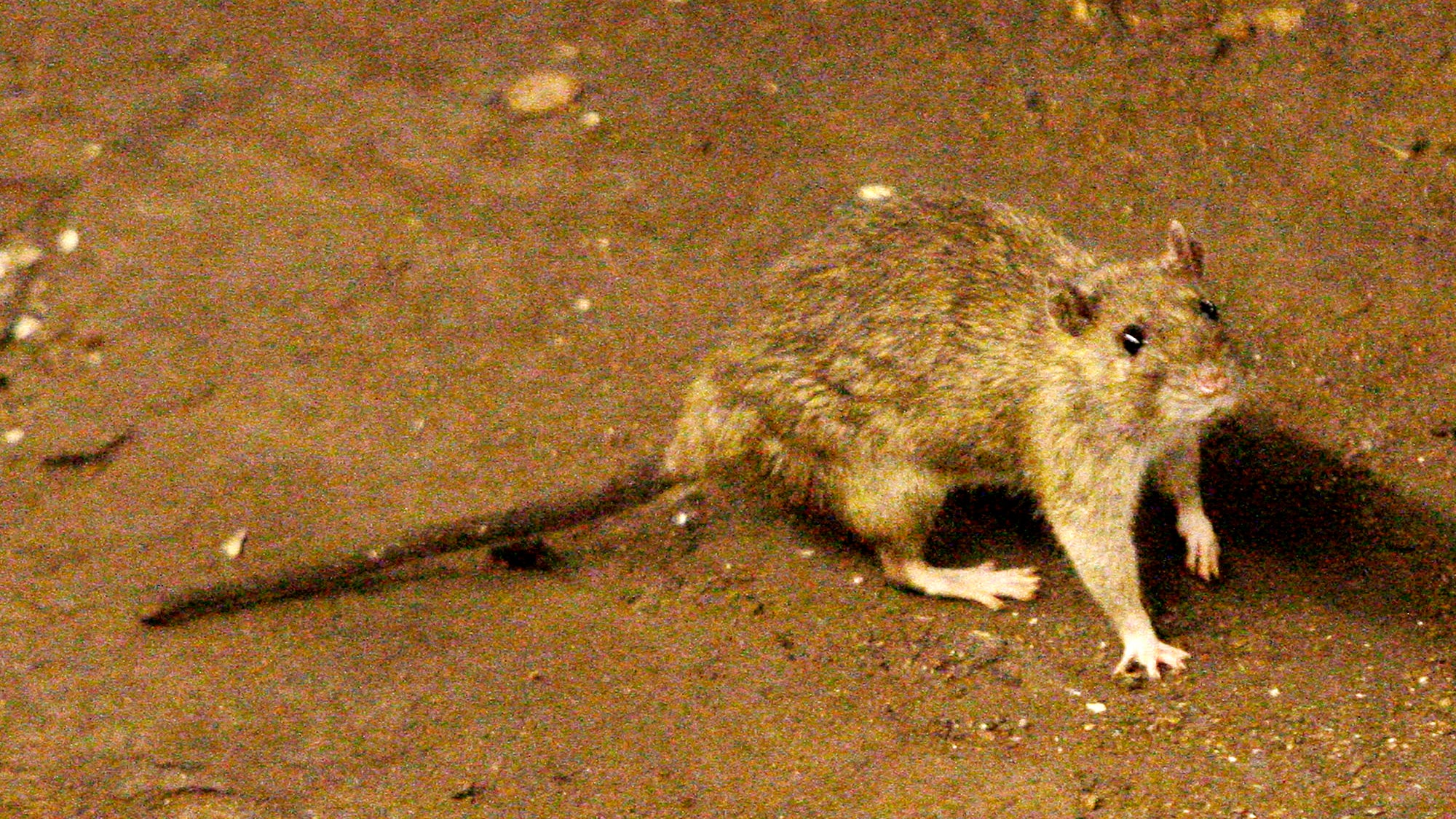 Rat Tales Abound in NYC after Superstorm Sandy | Weather.com