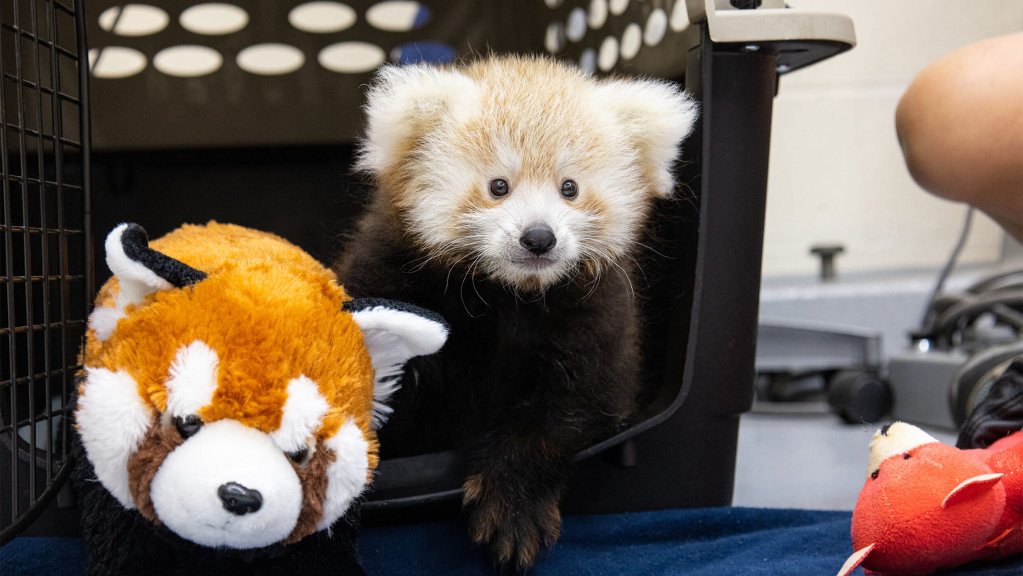 Warning: This Hand-Reared Red Panda Cub Will Steal Your Heart | Weather.com