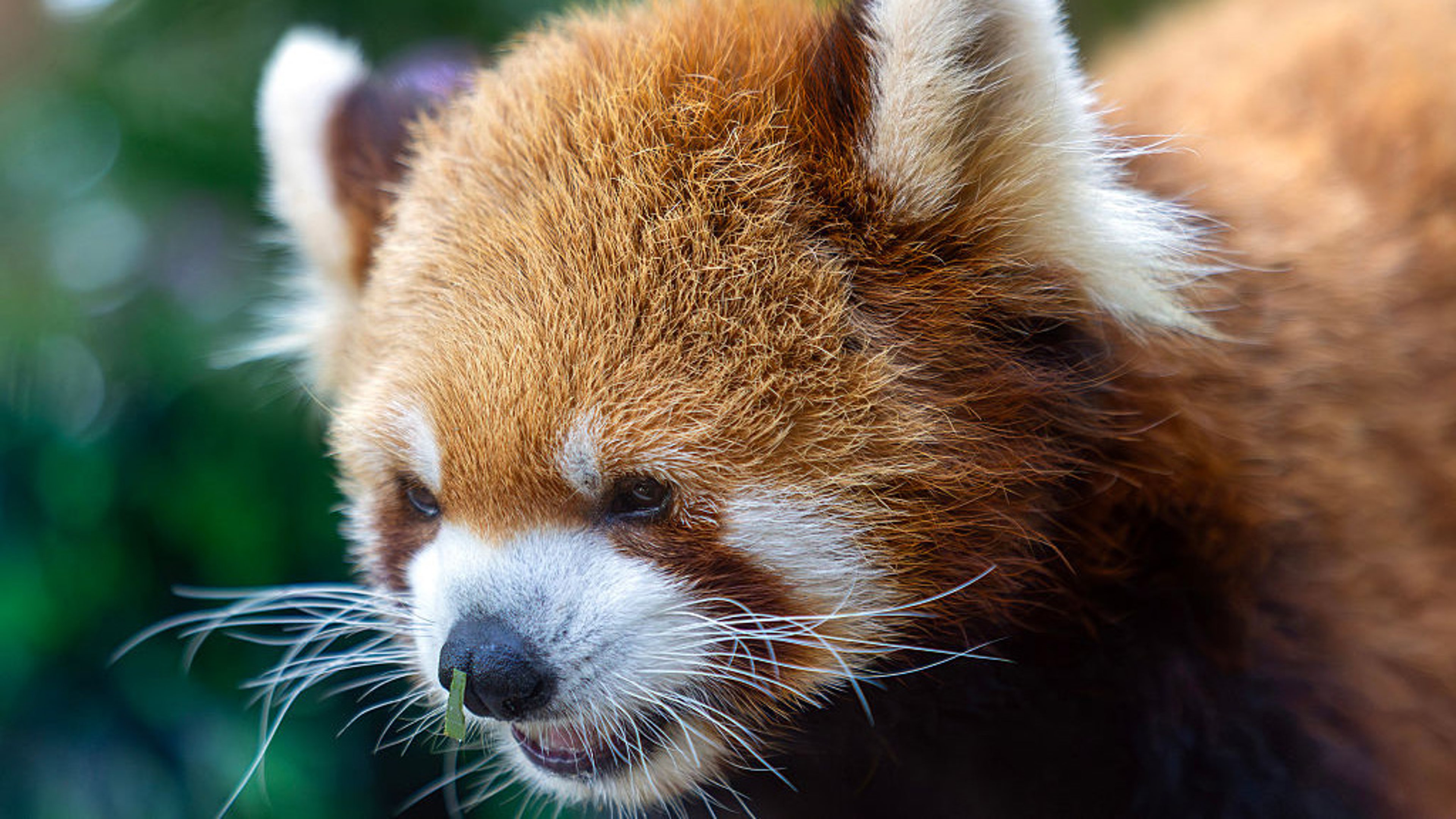 Adorable Red Panda Named 'Tiger' Photographed In Thailand Zoo | Weather.com