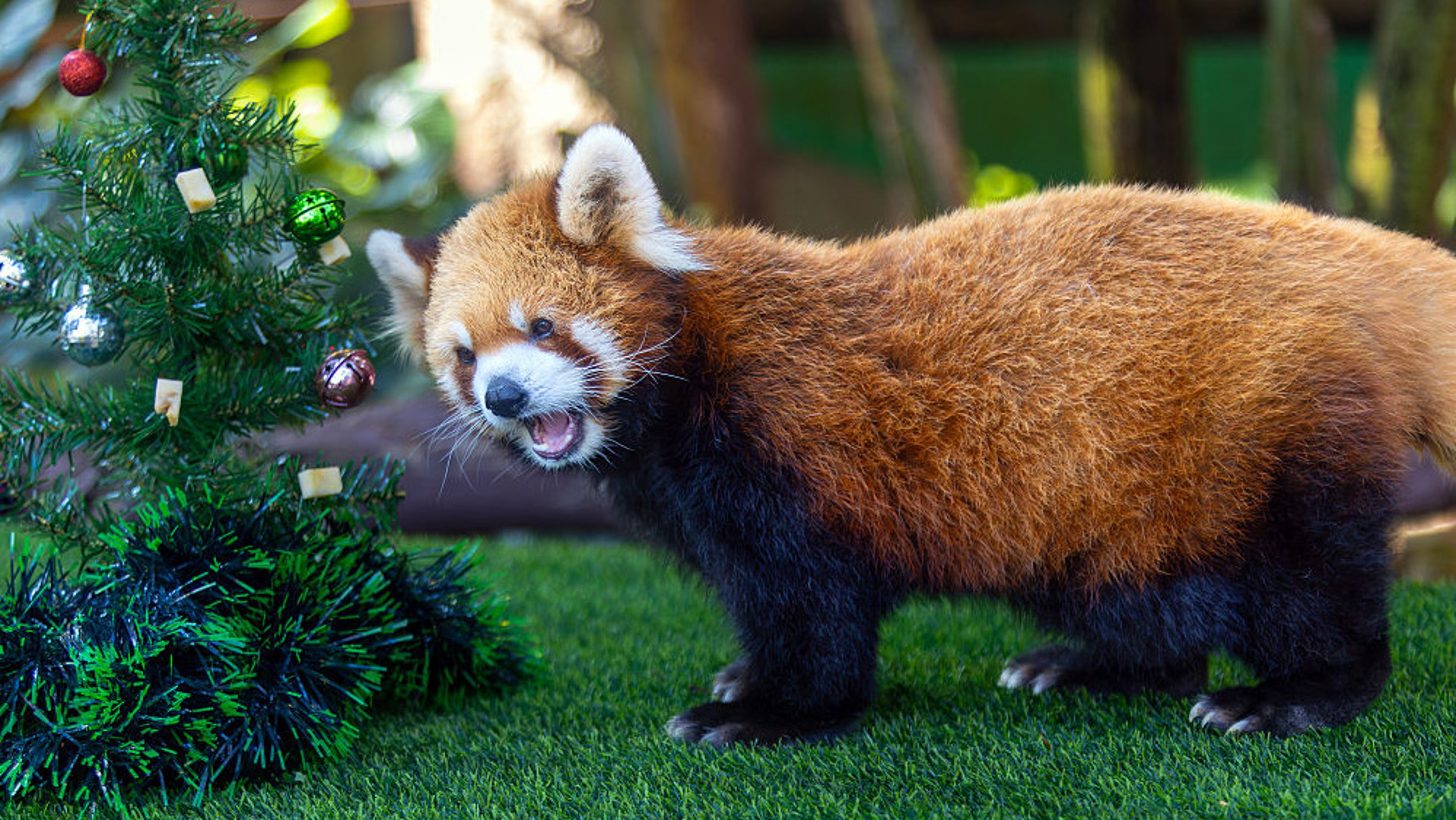 Adorable Red Panda Named 'Tiger' Photographed In Thailand Zoo | Weather.com