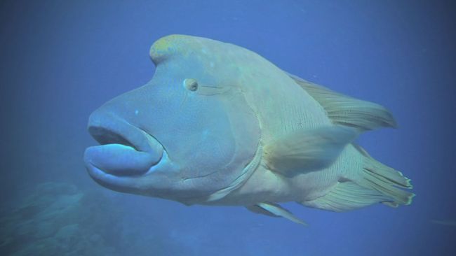 Take a Virtual Dive into World's Reefs | The Weather Channel