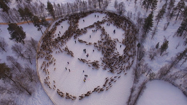 Norway's Radioactive Reindeer are a Result of the 30-Year-Old Chernobyl ...