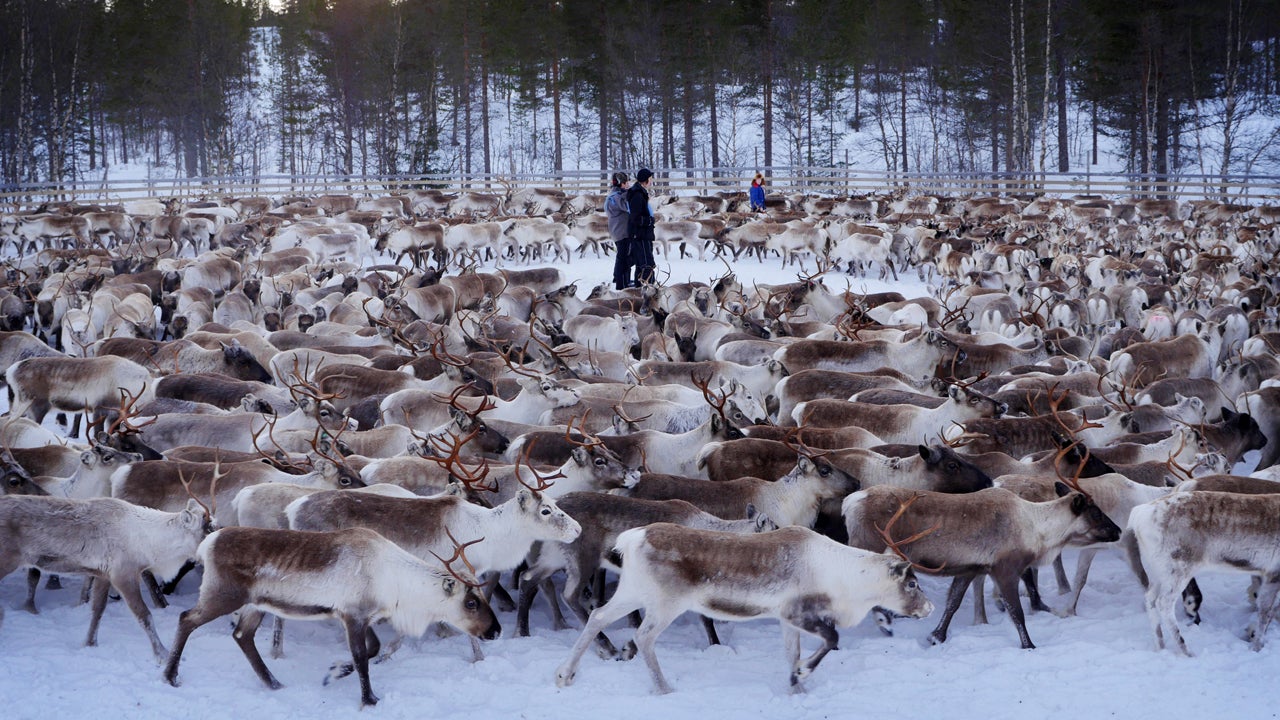 Norway's Radioactive Reindeer are a Result of the 30-Year-Old Chernobyl ...