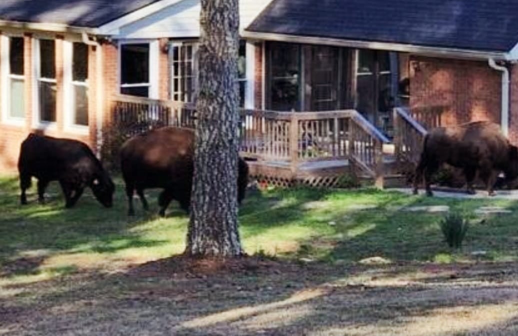 Rapper Rick Ross' Pet Bison Escape His Georgia Farm | Weather.com