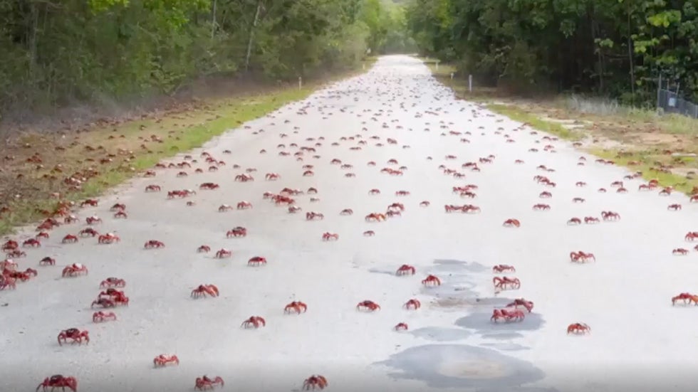Solution for Island Overrun by Crabs - Videos from The Weather Channel