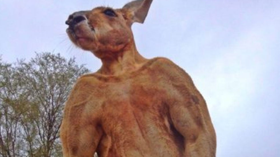 Farewell to Roger the Ripped Roo - Videos from The Weather Channel