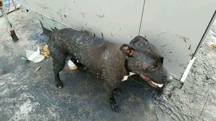 Tar-Covered Dogs Rescued From New Jersey Roof in Searing Heat | The ...