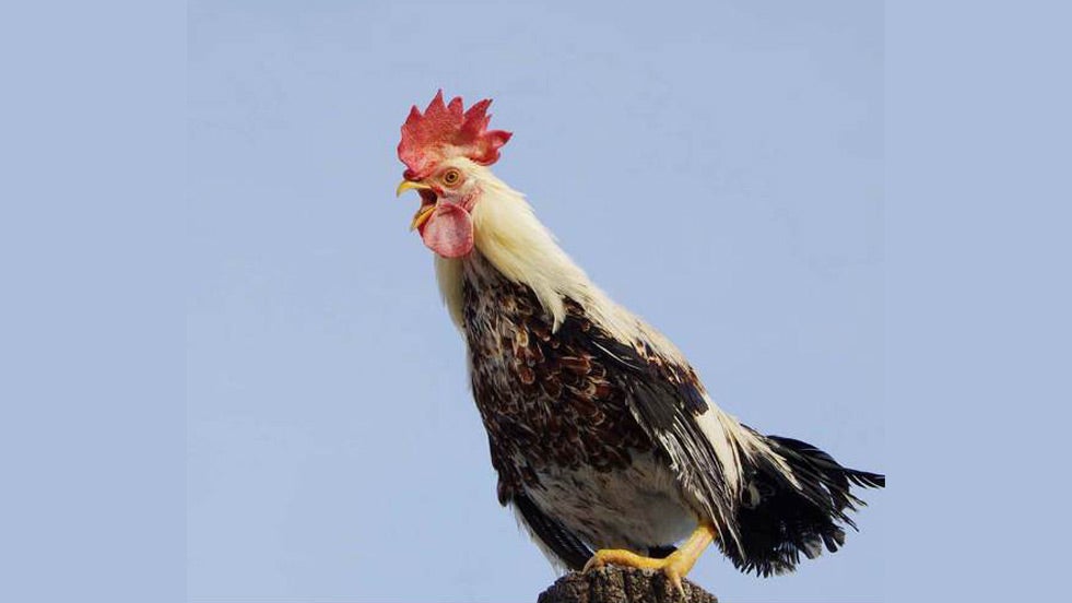 Roosters Really Know What Time It Is | Weather.com