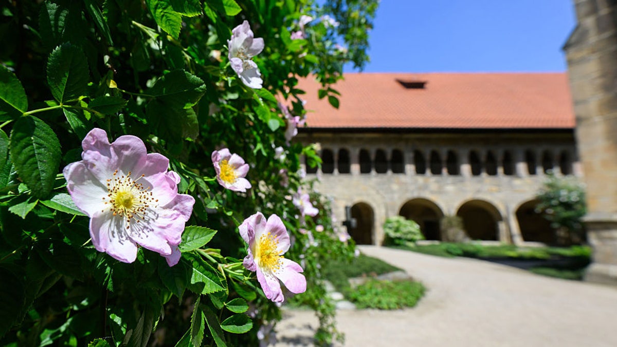 The World's Oldest Rose Is Blooming Again | Weather.com