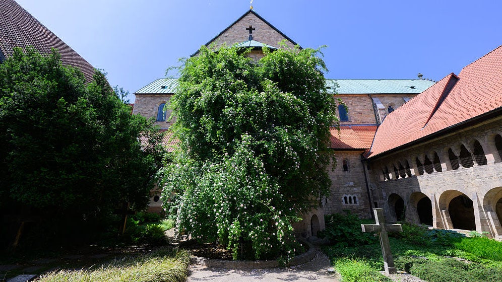 The World's Oldest Rose Is Blooming Again | Weather.com