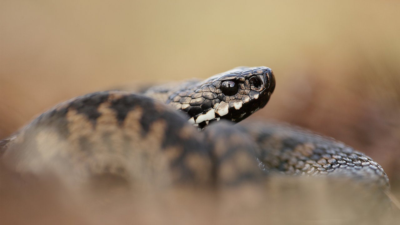 Venomous snake spotted on Welsh beach | The Weather Channel