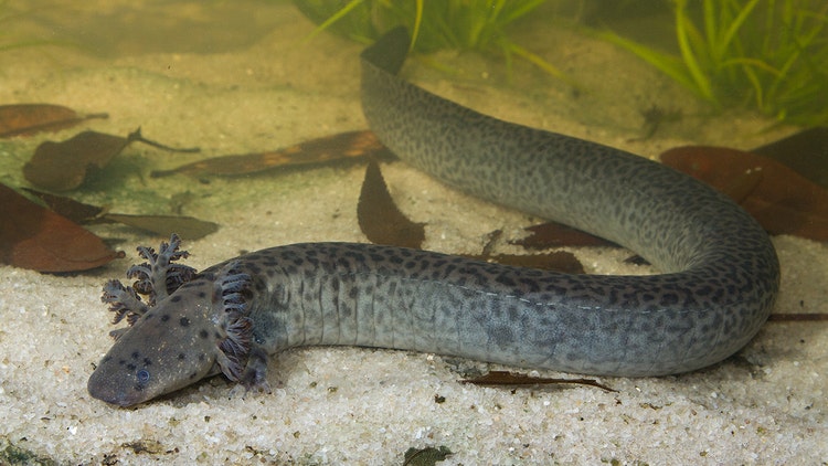 Scientists Find New Species of Giant Salamander in Florida | The ...