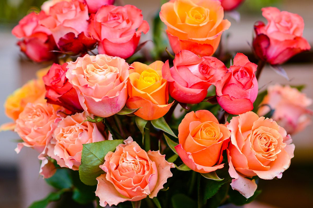 Put A Smile On Mom s Face This Mother s Day With 24 Long Stem Roses Put A Smile On Mom s Face This Mother s Day With 24 Long Stem Roses