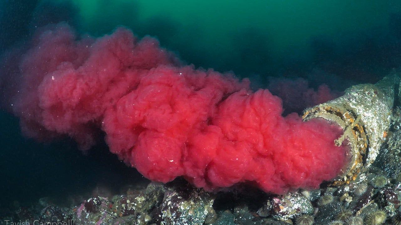 Two Years Later, Pipe Continues to Spew Blood with Salmon Virus into ...