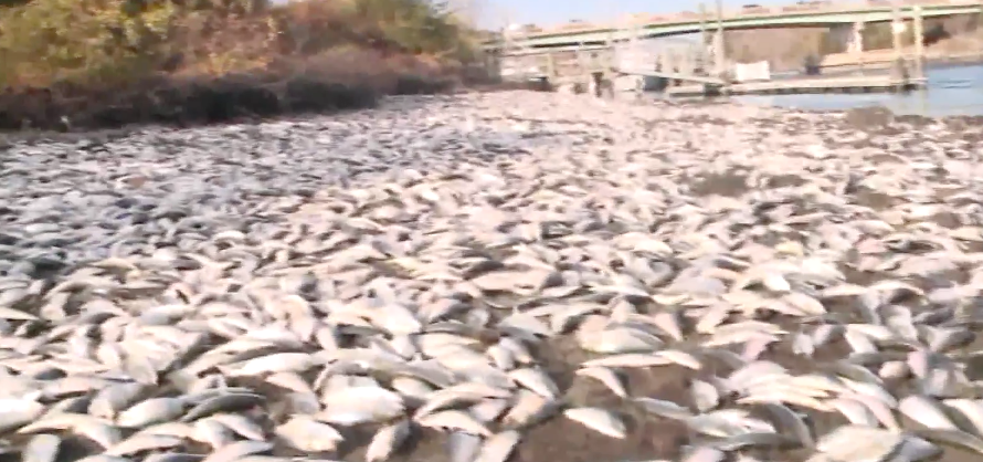 Thousands of Dead Fish Clog Long Island Waterway | The Weather Channel