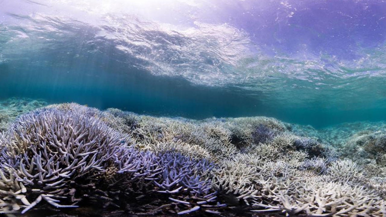 Underwater Heat Wave Bleaching Great Barrier Reef for Second Year in a ...