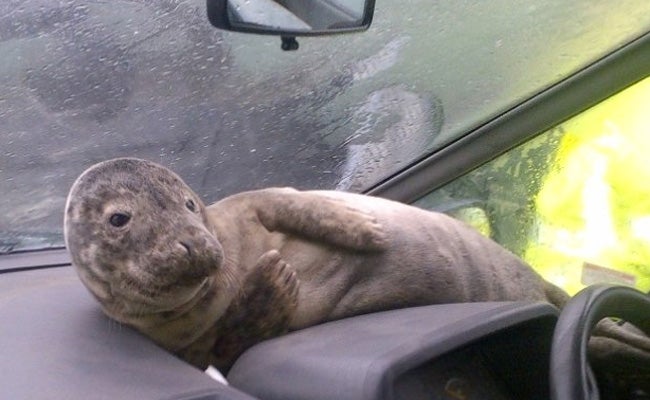 Smart Seal Escapes Storm on Car's Dashboard | The Weather Channel