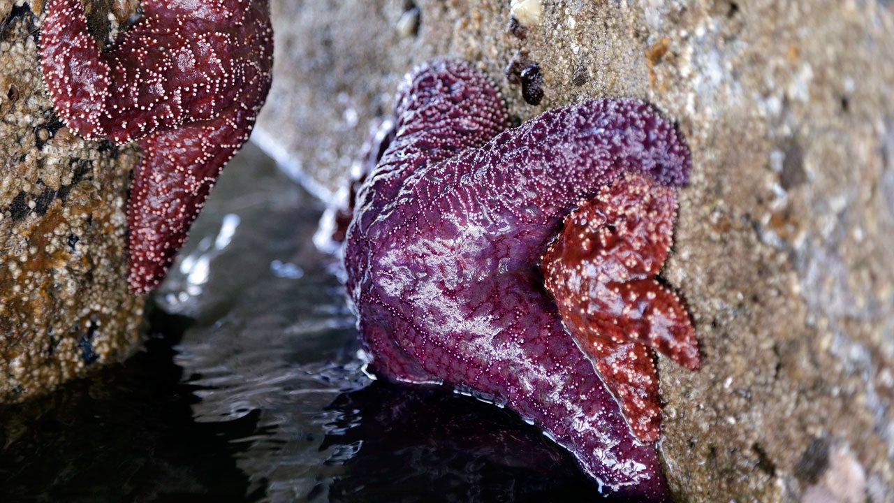 Unprecedented Number of Baby Starfish Return After Massive Die-Off ...