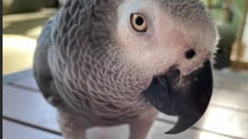 Weather Buddies: 'Sebastian' | Weather.com