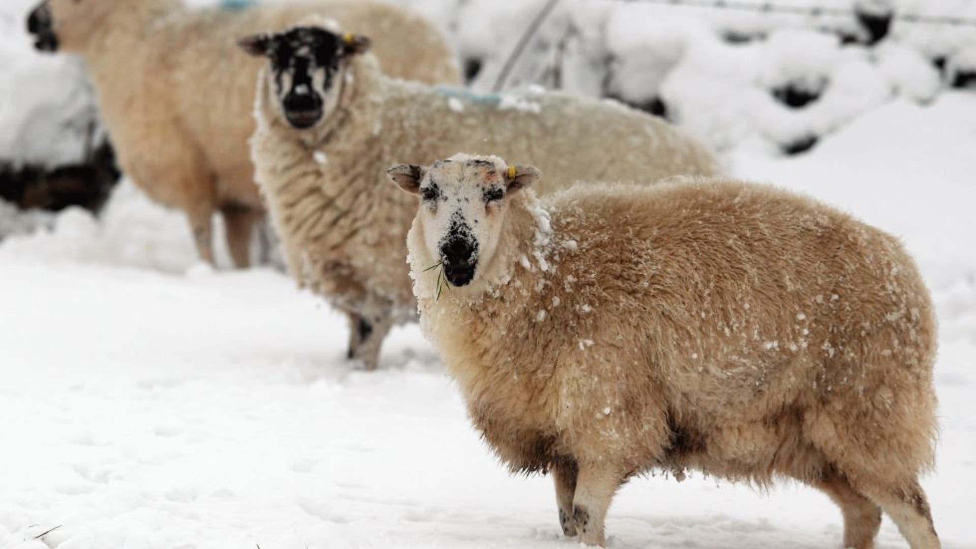 8 Animals Thought to Predict the Weather | The Weather Channel