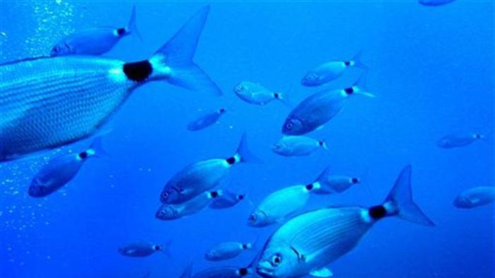 Global Warming Will Shrink Fish, Study Says | The Weather Channel