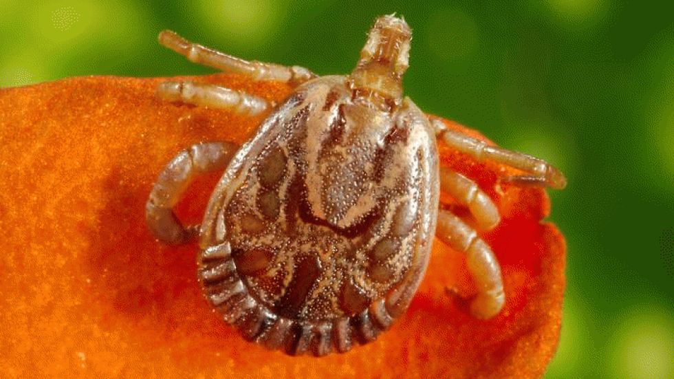 Tick Disease Now Endemic In Northeast - Videos from The Weather Channel